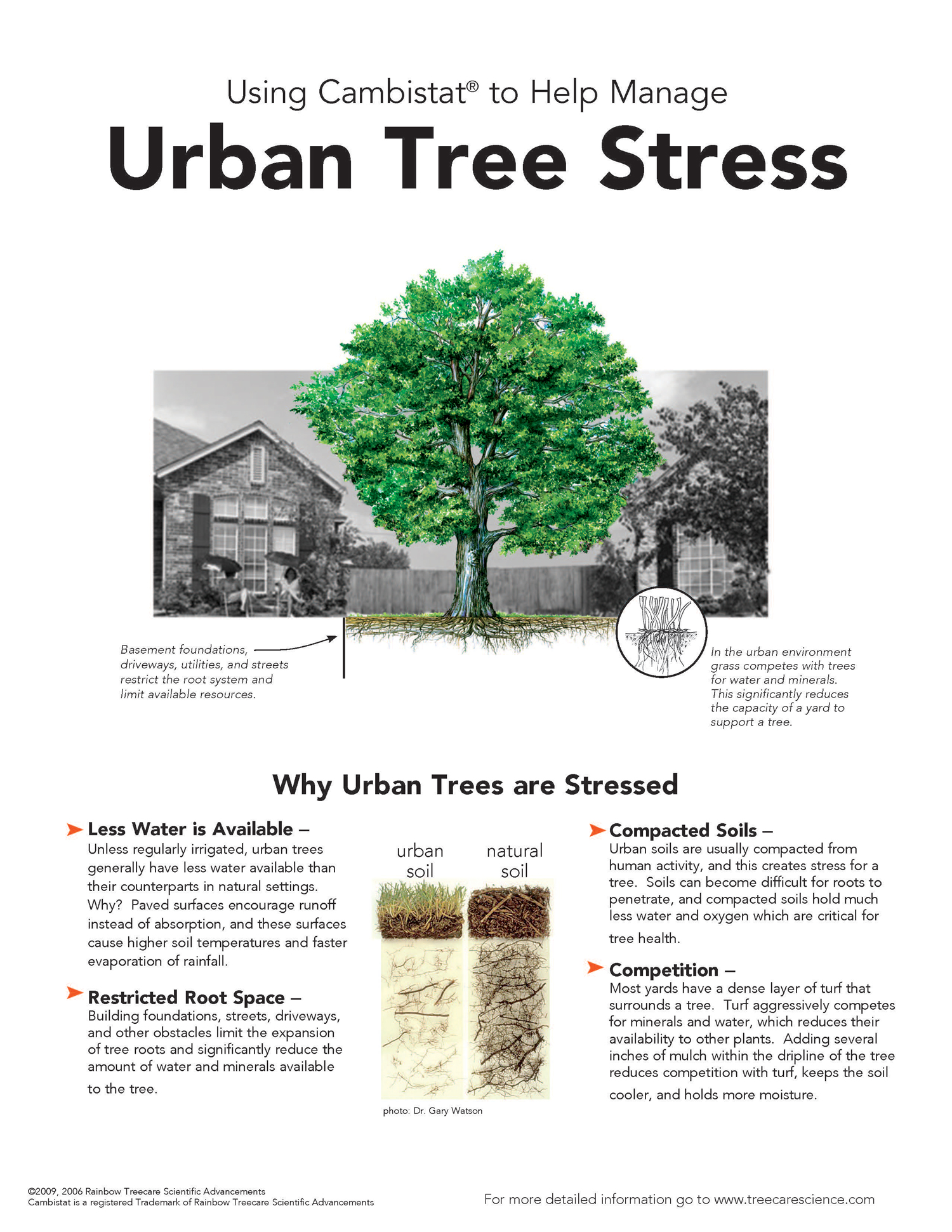 Tree Care Mississippi Valley Tree Experts Tree Care Mississippi Valley Tree Experts