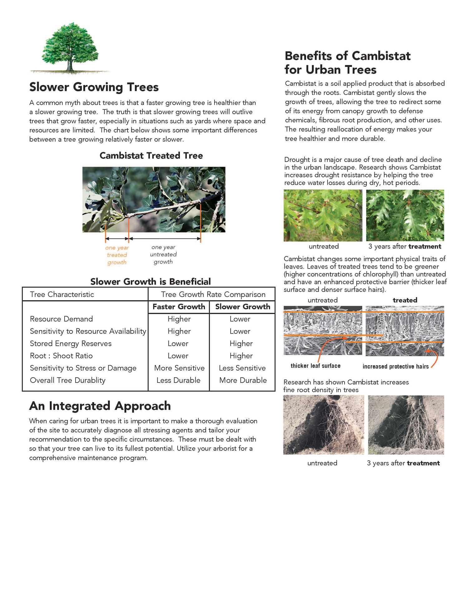 Tree Care Mississippi Valley Tree Experts Tree Care Mississippi Valley Tree Experts